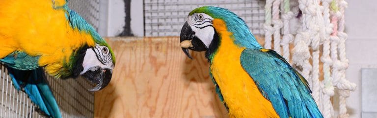 BTEC Level 2 Technical Diploma in Animal Care | Solihull College ...