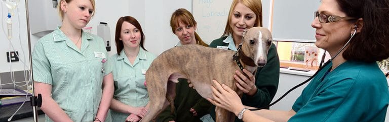 Veterinary Nurse Apprenticeship | Solihull College & University Centre